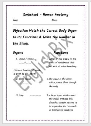 Match the Body Organs with Their Correct Function Number - EnglishBix