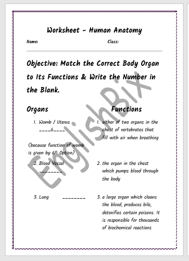 Match the Body Organs with Their Correct Function Number - EnglishBix