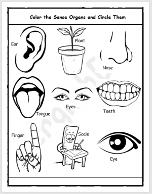 Five Sensory Organs Activity Workbook - EnglishBix