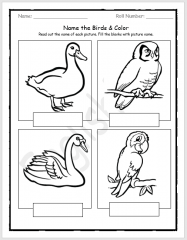Birds Picture Activity Workbook for Kids - EnglishBix