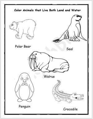 Animals That Live on Land and Water Worksheets - EnglishBix
