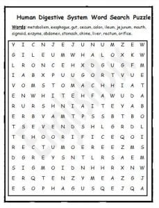 Human Digestive System Word Search Mini-Workbook - EnglishBix
