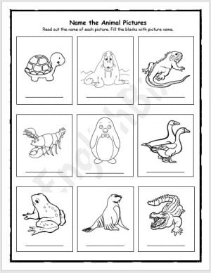Animals That Live on Land and Water Worksheets - EnglishBix