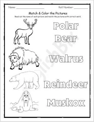 Arctic Animals Printables for Preschool Kids - EnglishBix