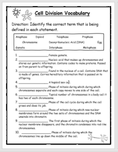 Cell Division Vocabulary Worksheet - EnglishBix