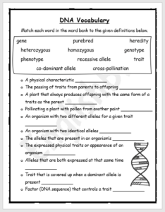 DNA Vocabulary Worksheet - EnglishBix