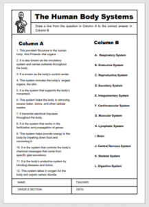 Human Body Systems Matching Worksheet - EnglishBix
