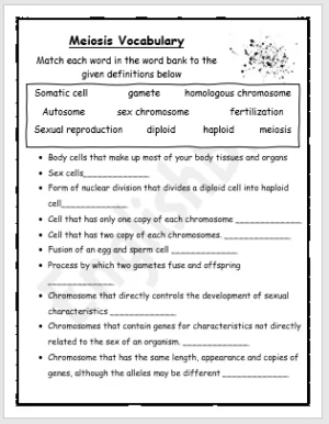 Meiosis Vocabulary Worksheet - EnglishBix