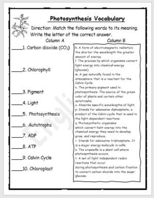 Photosynthesis Vocabulary Worksheet - EnglishBix