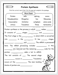 Protein Synthesis Fill in the Blanks Worksheet - EnglishBix